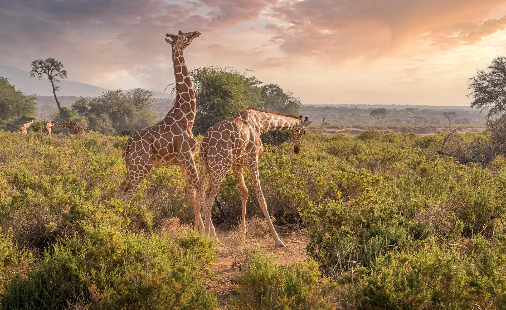 NAIROBI TO KENYA BEACH 3-DAY SAFARI – AMBOSELI & TSAVO EAST - African ...